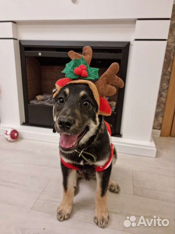 Щенок в добрые руки