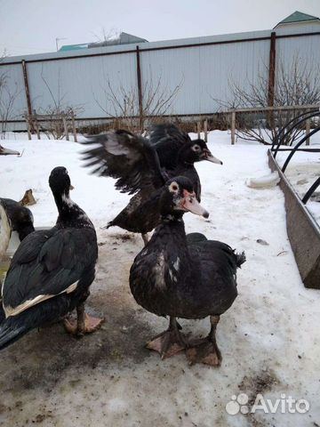 Мускусные утки