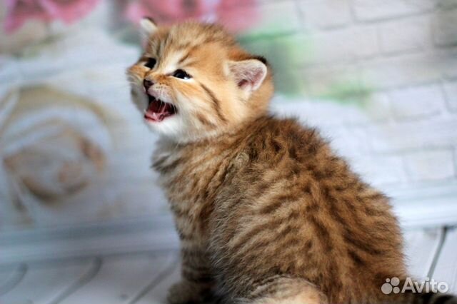 Тигренок к году тигра, мальчик, золотое пятно