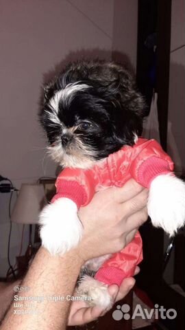 Щенки ши-тцу