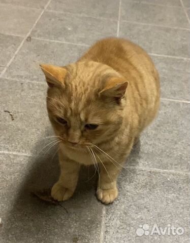 Помогите милой ласковой кошке(коту) найти дом. Пос