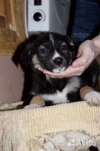 Щенки щенули малыши
