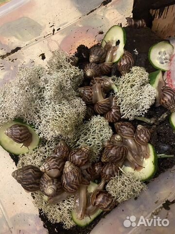 Улитки ахатины бесплатно