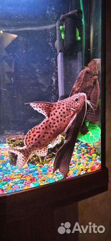 Аквариумные рыбки сомики