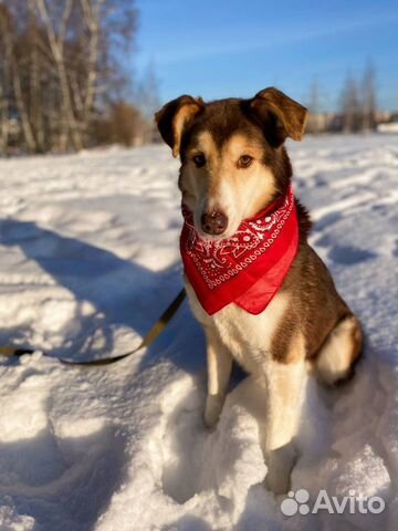 Собачка Шейла ищет дом