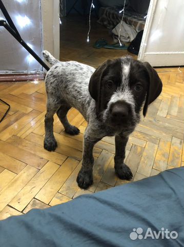 Щенок дратхаара