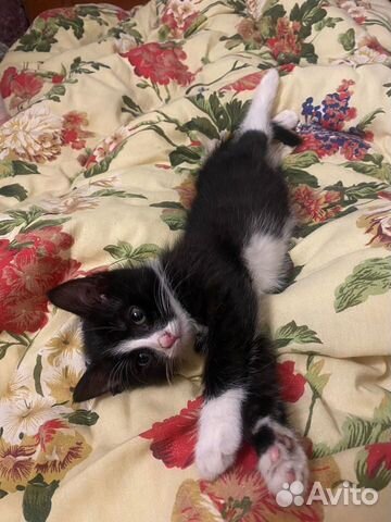 Котенок в добрые руки