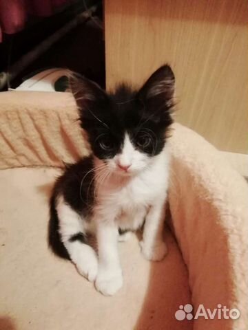 Котенок маркиз мальчик 2 мес в дар
