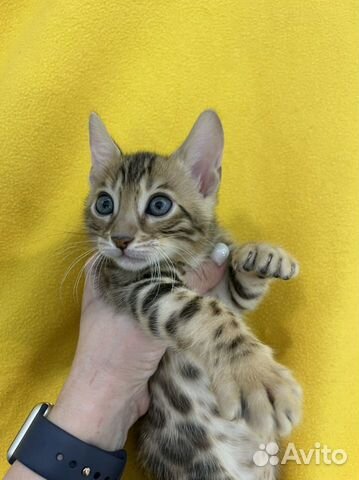 Бенгальские котята