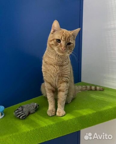 Рыжий котик (8 месяцев)