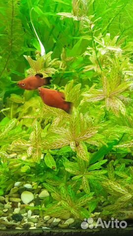 Мальки Пицилии Баллон