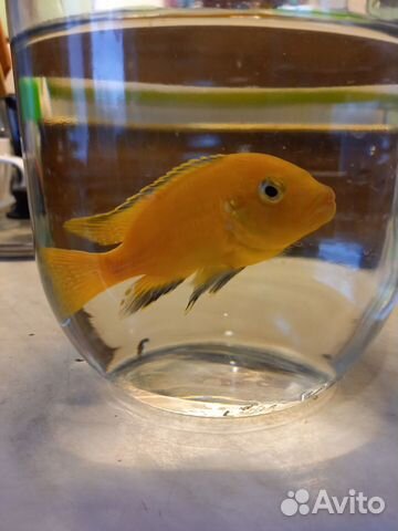 Лабидохромис еллоу