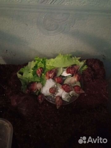 Улитки ахатины(детки)