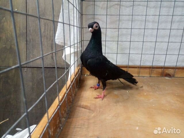 Голубь Венский цветной турман