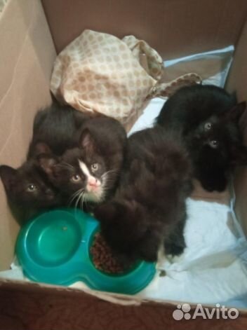 В добрые руки