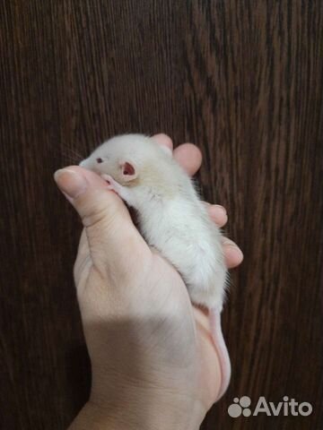 Декоративная крыса