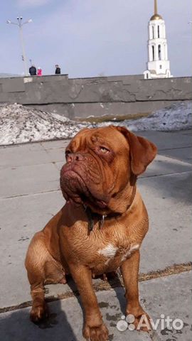 Бордоский дог