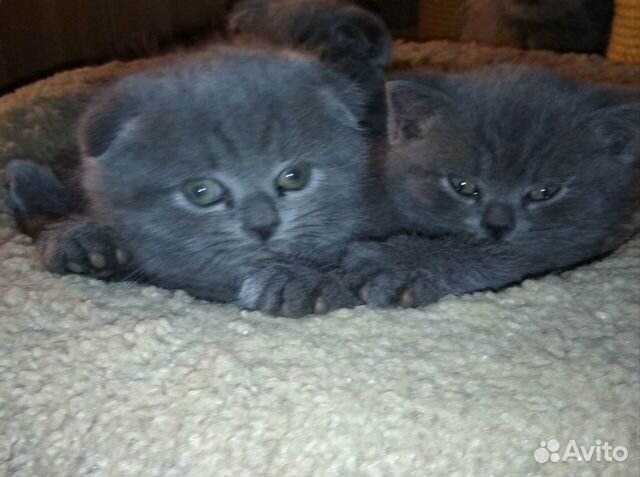 Плюшевые лапочки