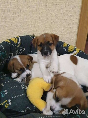 Щенки джек Рассел терьер