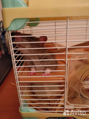 Декоративная крыса