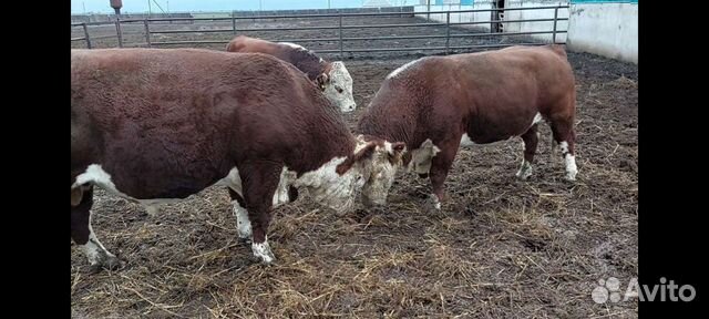 Коровы быки на мясо