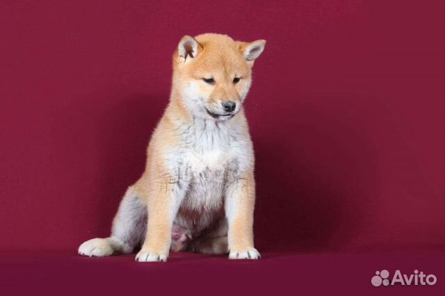 Шиба сиба ину пацанчик