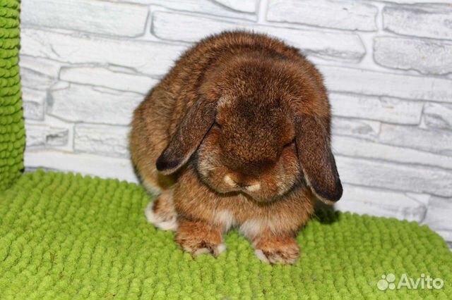 Эксклюзивный Мишка mini lop
