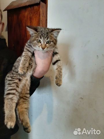 Пристрой кошечки