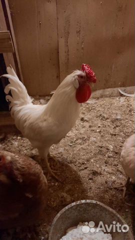 Молодой Петух