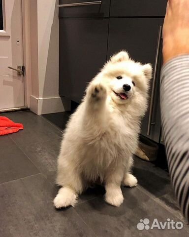 Самоедская лайка щенки