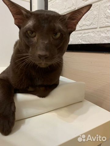 Кот-чемпион в разведение