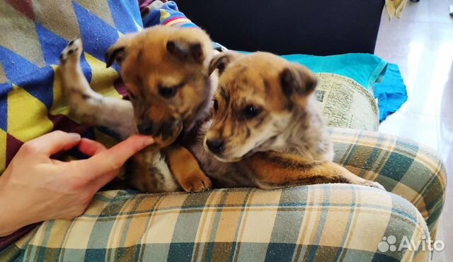 Маленькие тигрята - щенята