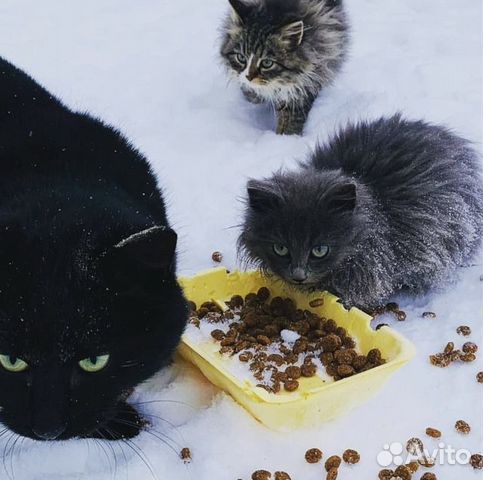 Котята, брошенные на даче