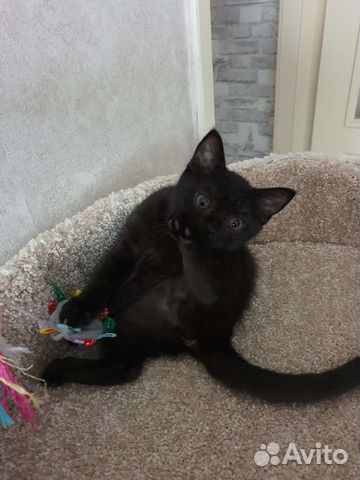 Шотландский прямоухий котёнок (девочка)