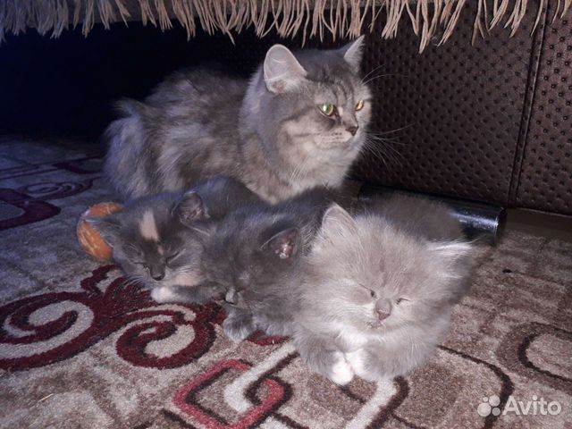 Сибирские котята