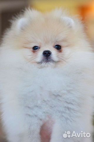 Померанский шпиц