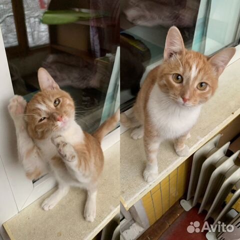 Рыжий котенок мальчик