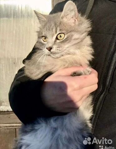 Серенький Комочек Ищит новый дом