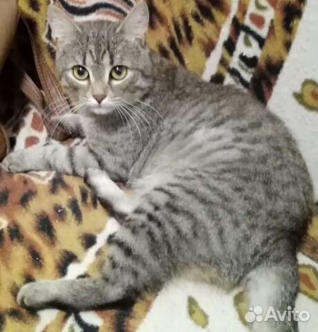 Кот