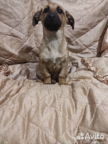 Ищет дом щенок мелкой Собачки Тося