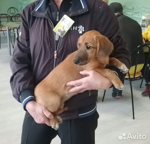 Щенок