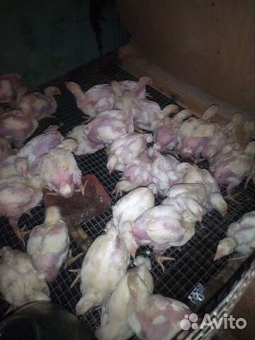 Цыплята броллеры