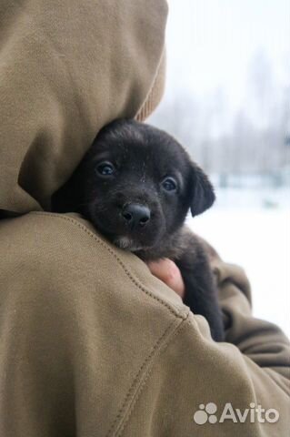 Щеночек Марта из приюта, в добрые руки