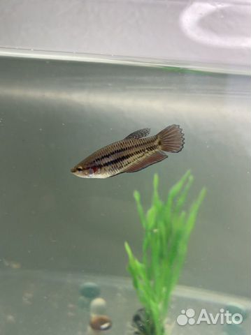 Рыба самка петушка