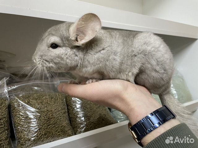 Шиншилла Самец бежевый