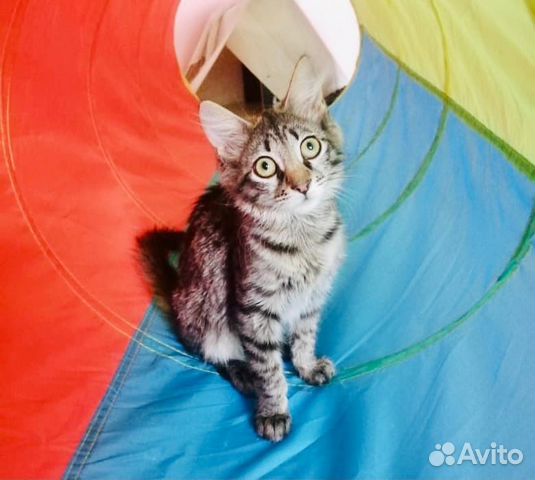 Котенок девочка Тори в добрые руки