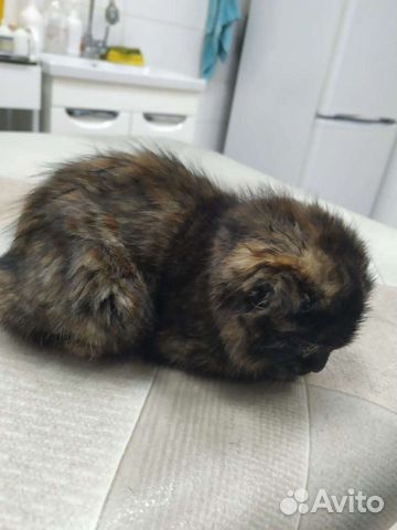 Вислоухая малышка