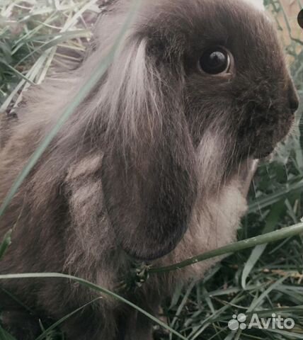 Вязка кроль вислоухий баран