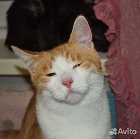 Кот Рамзес в добрые руки