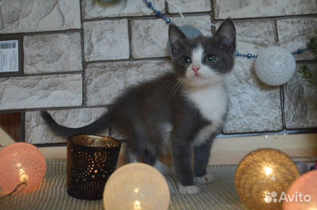 Котята девочки